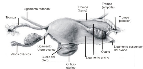 Ligamento Redondo